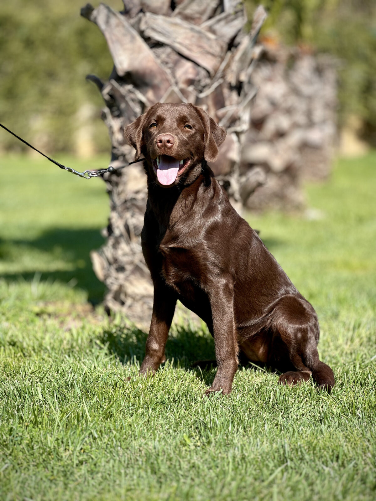 Köpeğinizin Kendi Tatil Albümü Olmalı – K9 İstanbul’da Her Gün Bir ...